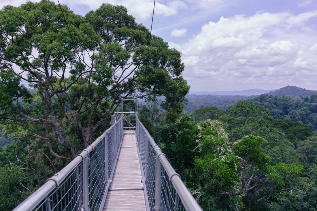 How To Do The Ulu Temburong National Park Tour, Incl. The Canopy Walk