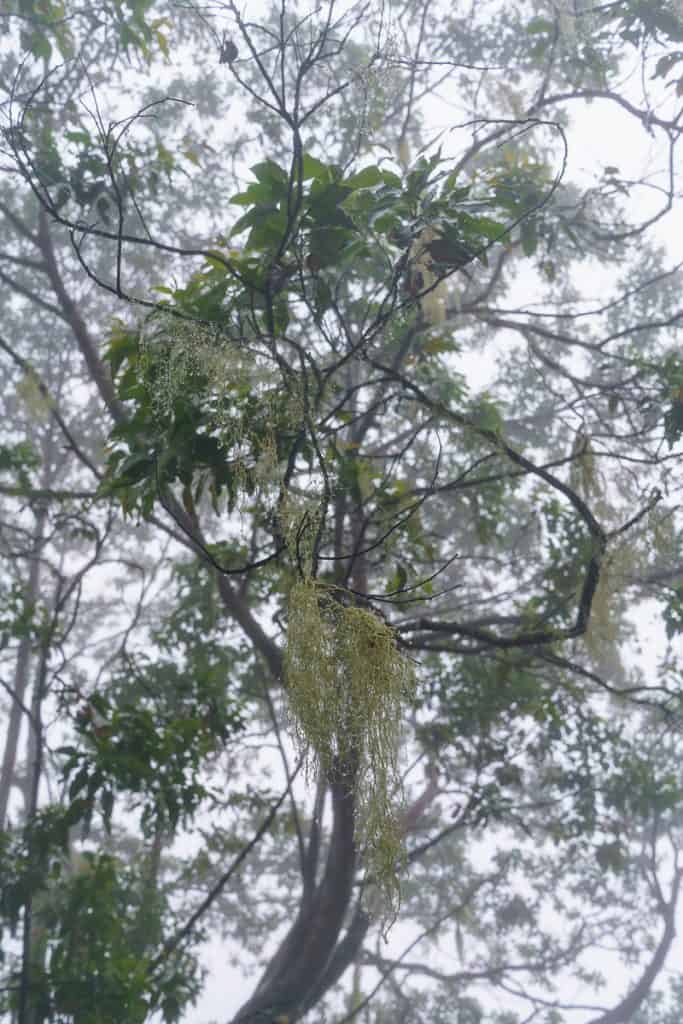 How To Climb Mount Ramelau & What To Do Around Maubisse